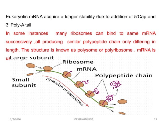 Structure and function of Messenger RNA (mRNA ) | PPTX | Programming Languages | Computing