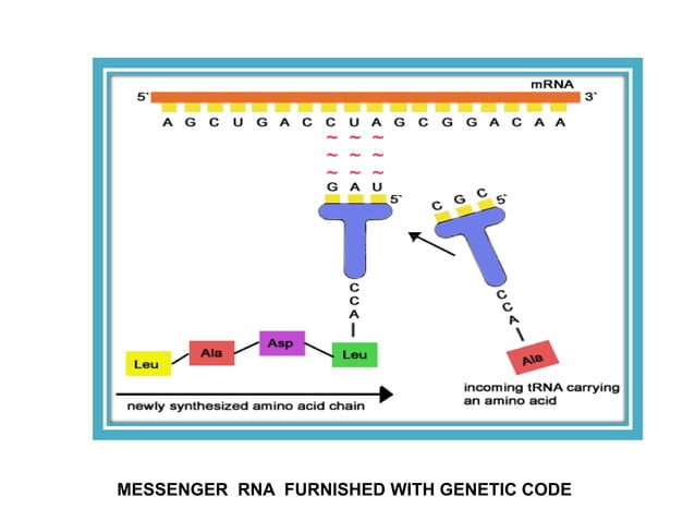 Structure and function of Messenger RNA (mRNA ) | PPTX | Programming Languages | Computing