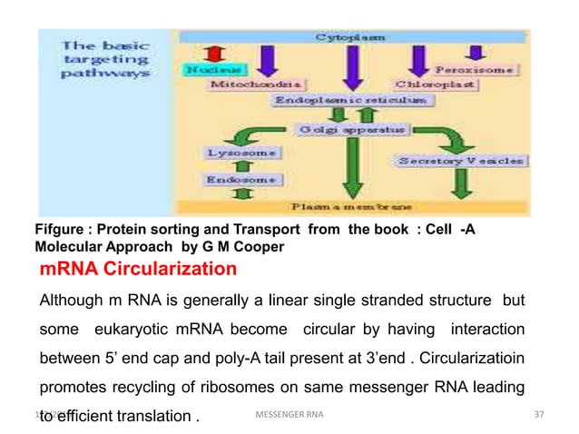Structure And Function Of Messenger Rna Mrna Pptx Programming Languages Computing