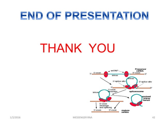 Structure And Function Of Messenger Rna Mrna Pptx Programming Languages Computing