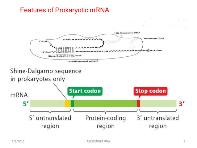 Structure and function of Messenger RNA (mRNA ) | PPTX | Programming Languages | Computing