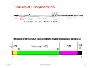 Mrna Structure