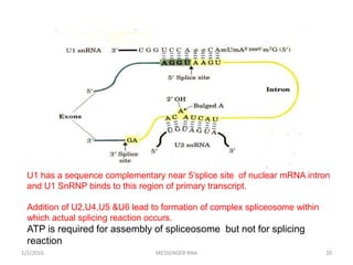 Mrna Structure And Function