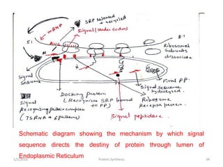 Mrna Structure And Function