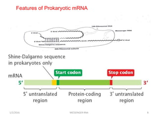 Bacterial Mrna Structure