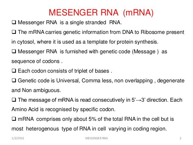 Structure And Function Of Messenger Rna Mrna