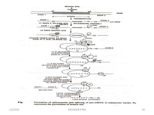 Structure and function of Messenger RNA (mRNA )
