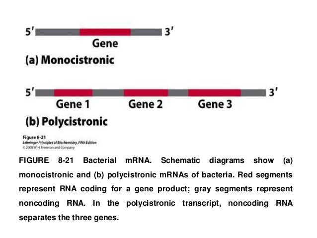 Structure and function of Messenger RNA (mRNA )