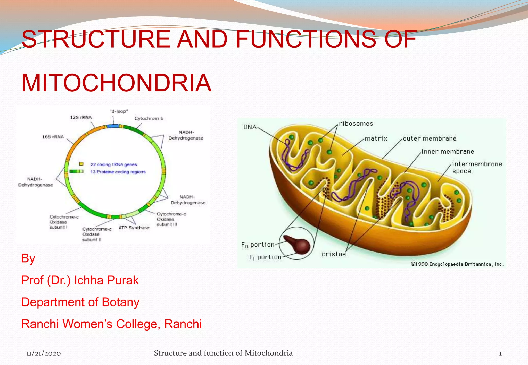 Structure And Functions Of Mitochondria Pptx Biological Sciences Science
