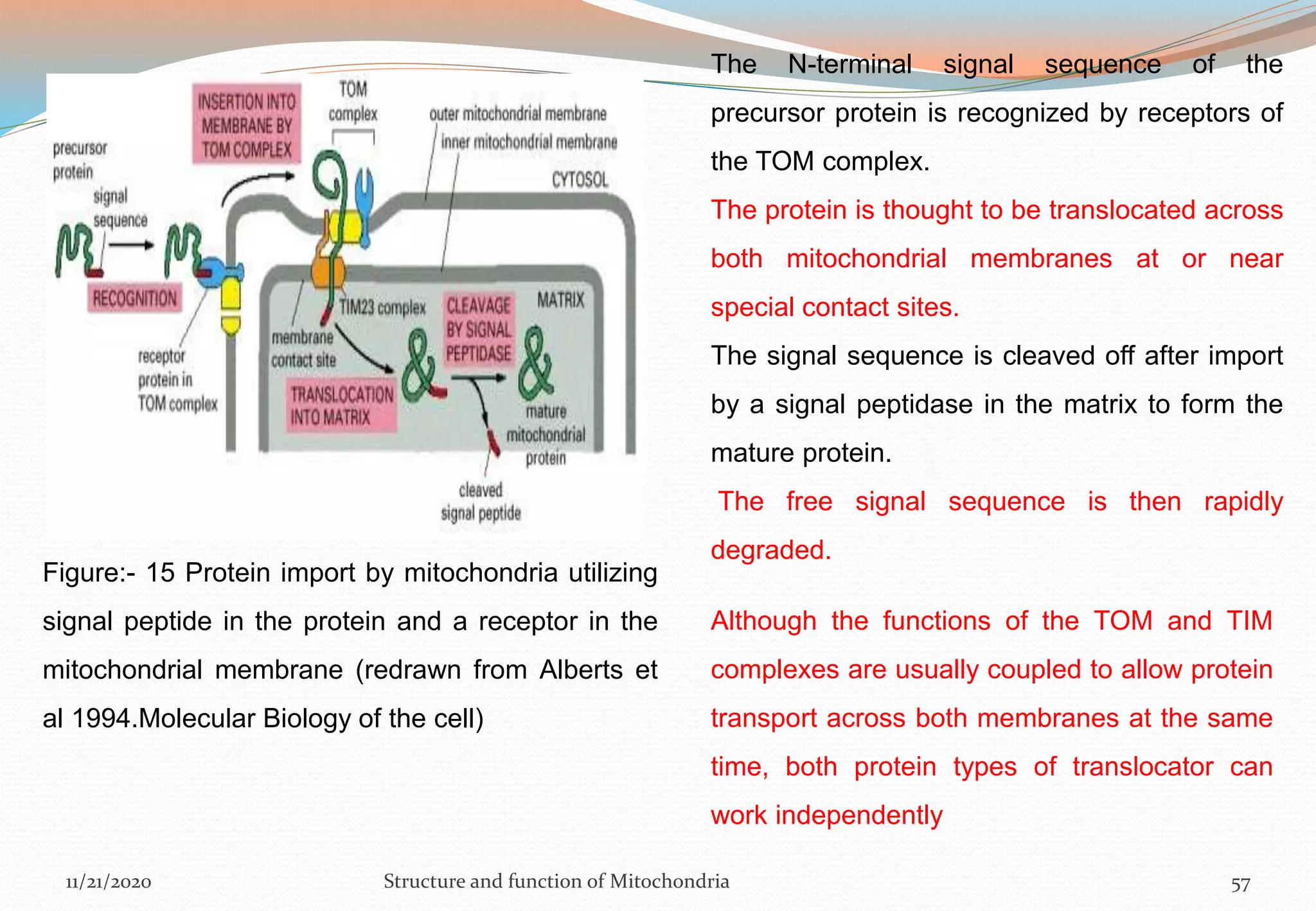 Structure and functions of Mitochondria | PPTX
