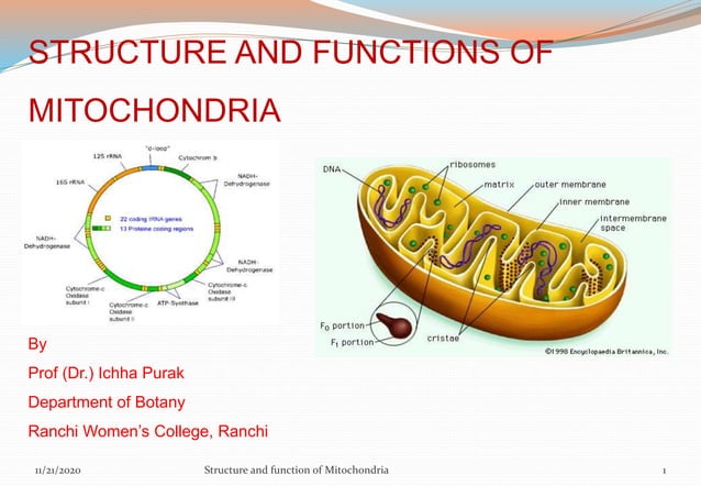 Structure and functions of Mitochondria | PPTX | Biological Sciences | Science