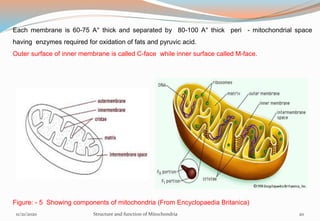 Simple Mitochondria Diagram