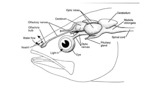 Structure_and_function_of_Nervous_system_in_Teleost_Fishes[1].pptx