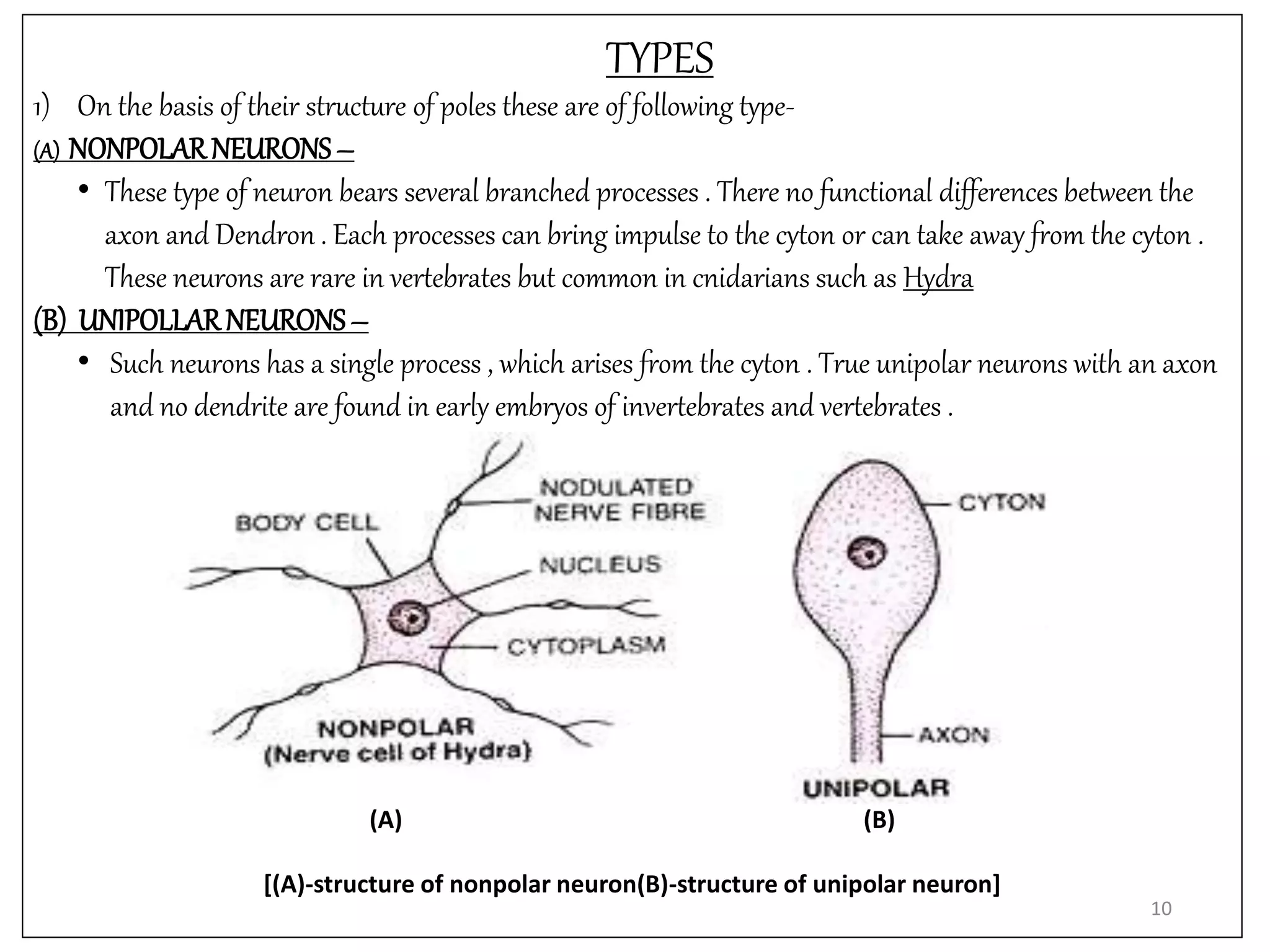 Structure and function of neuron | PPTX