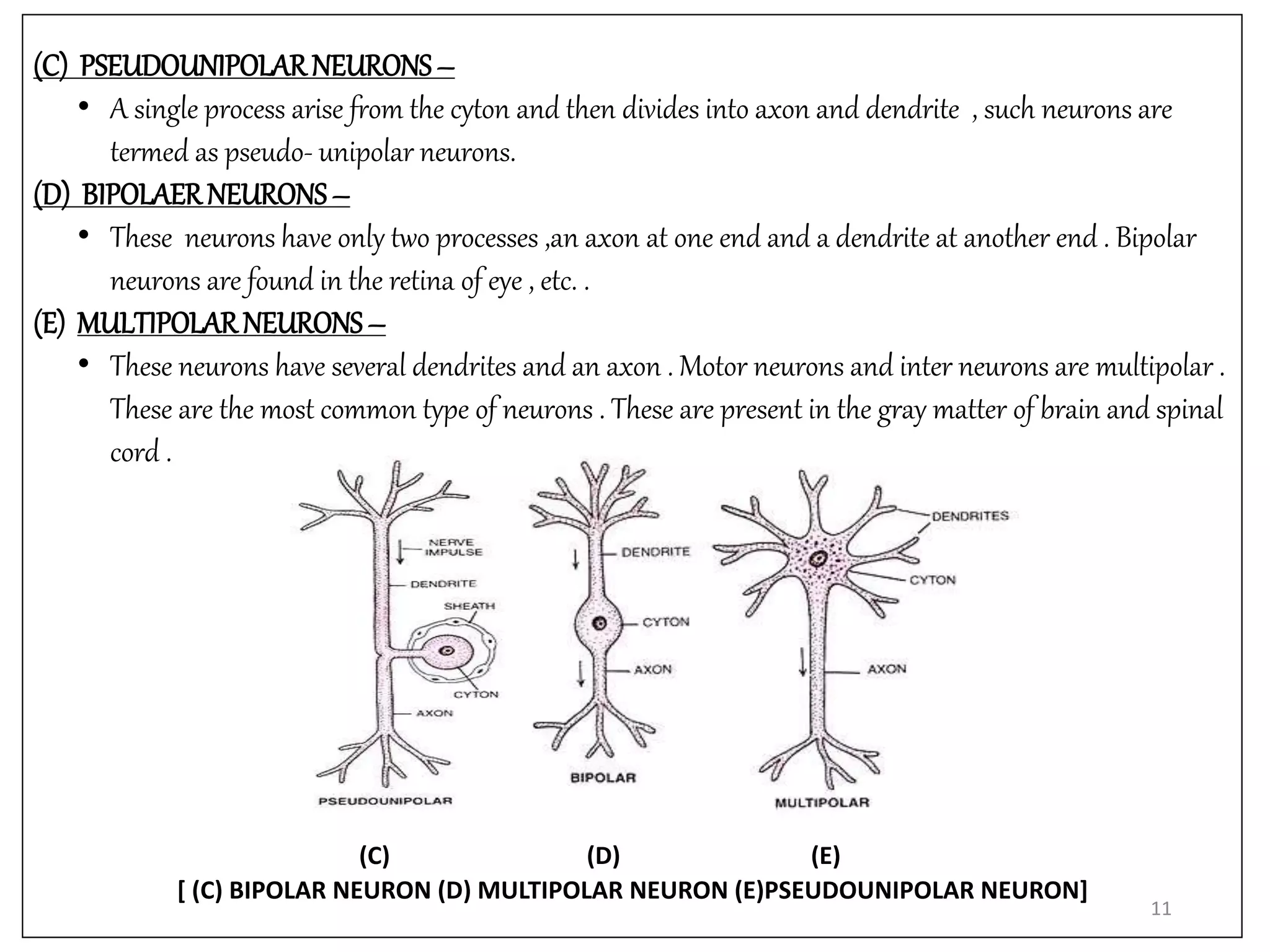 Structure and function of neuron | PPTX