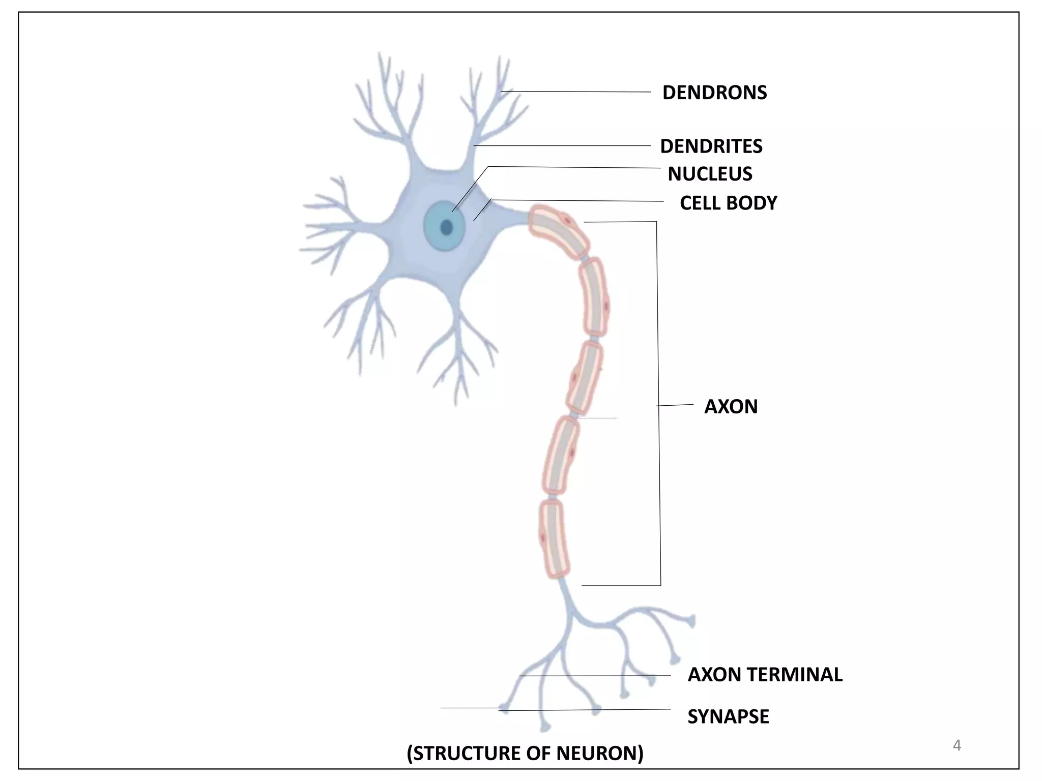 Structure and function of neuron | PPTX
