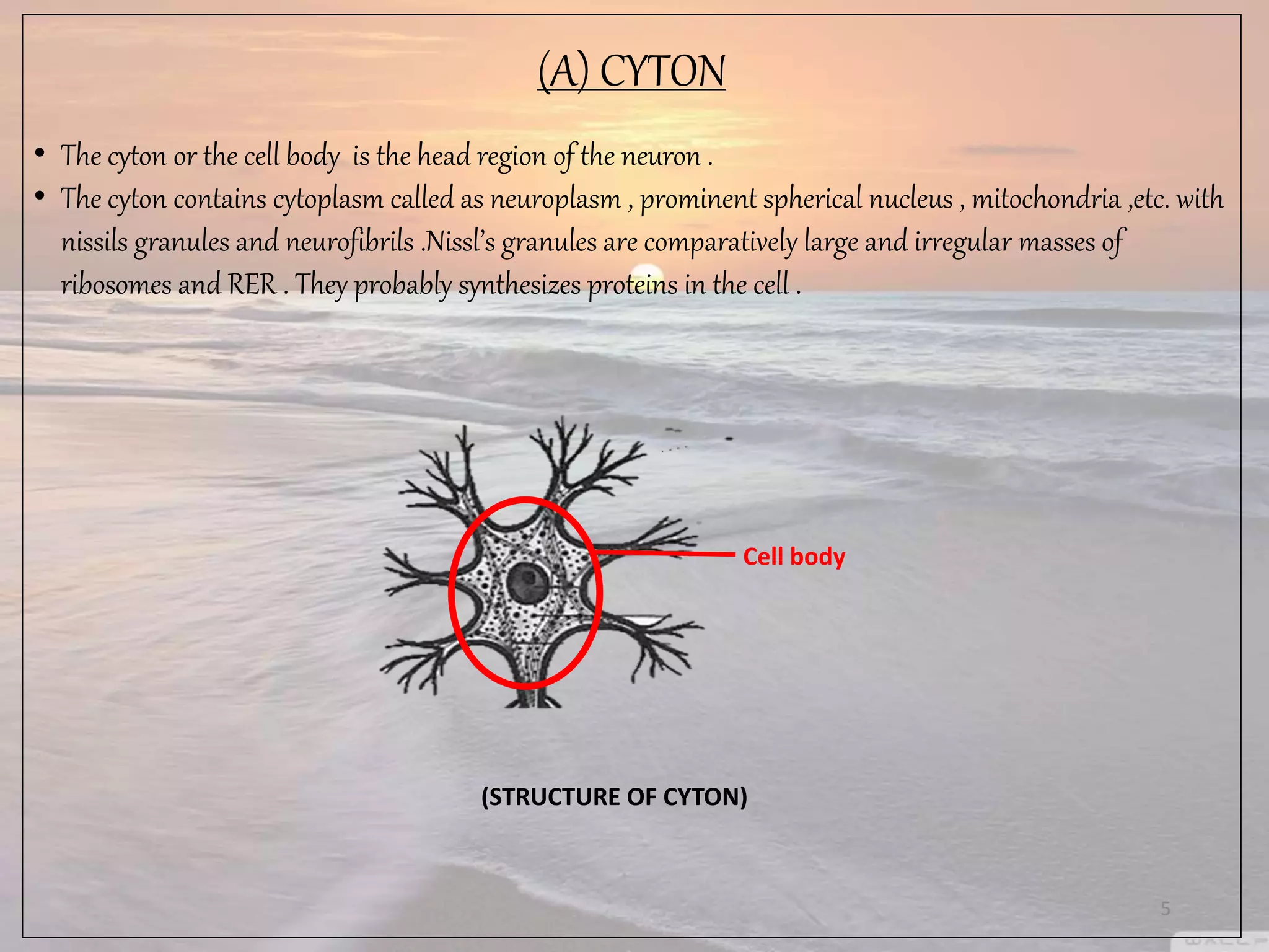 Structure and function of neuron | PPTX