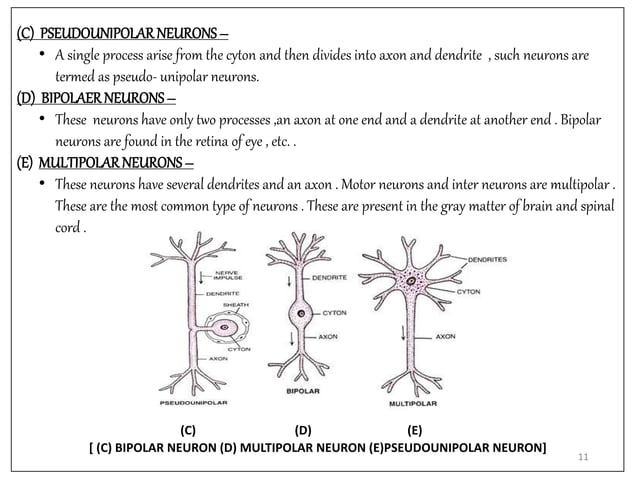 Structure and function of neuron | PPTX | Brain and Nervous System ...