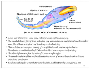 Structure and function of neuron | PPTX