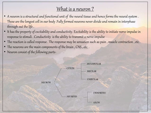 Structure and function of neuron | PPTX | Brain and Nervous System ...