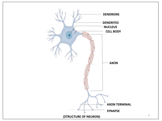 Structure and function of neuron | PPTX | Brain and Nervous System ...