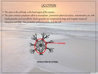 Structure and function of neuron | PPTX
