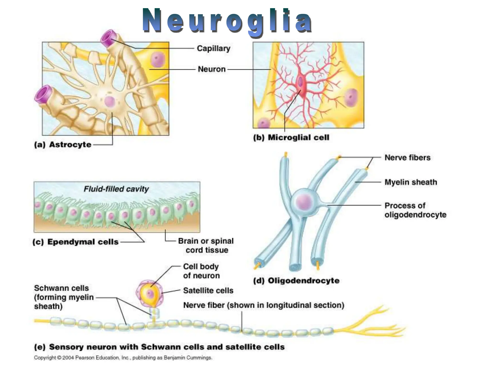 structure and function of Neurons (1).ppt | Brain and Nervous System Disorders | Diseases and ...