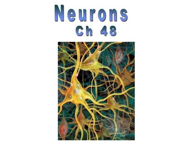 structure and function of Neurons (1).ppt