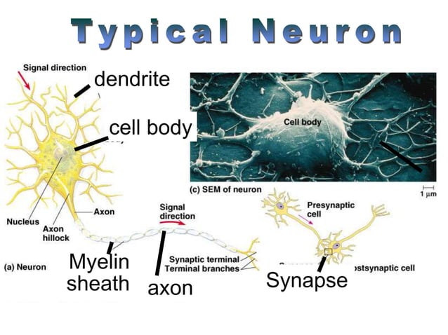 structure and function of Neurons (1).ppt