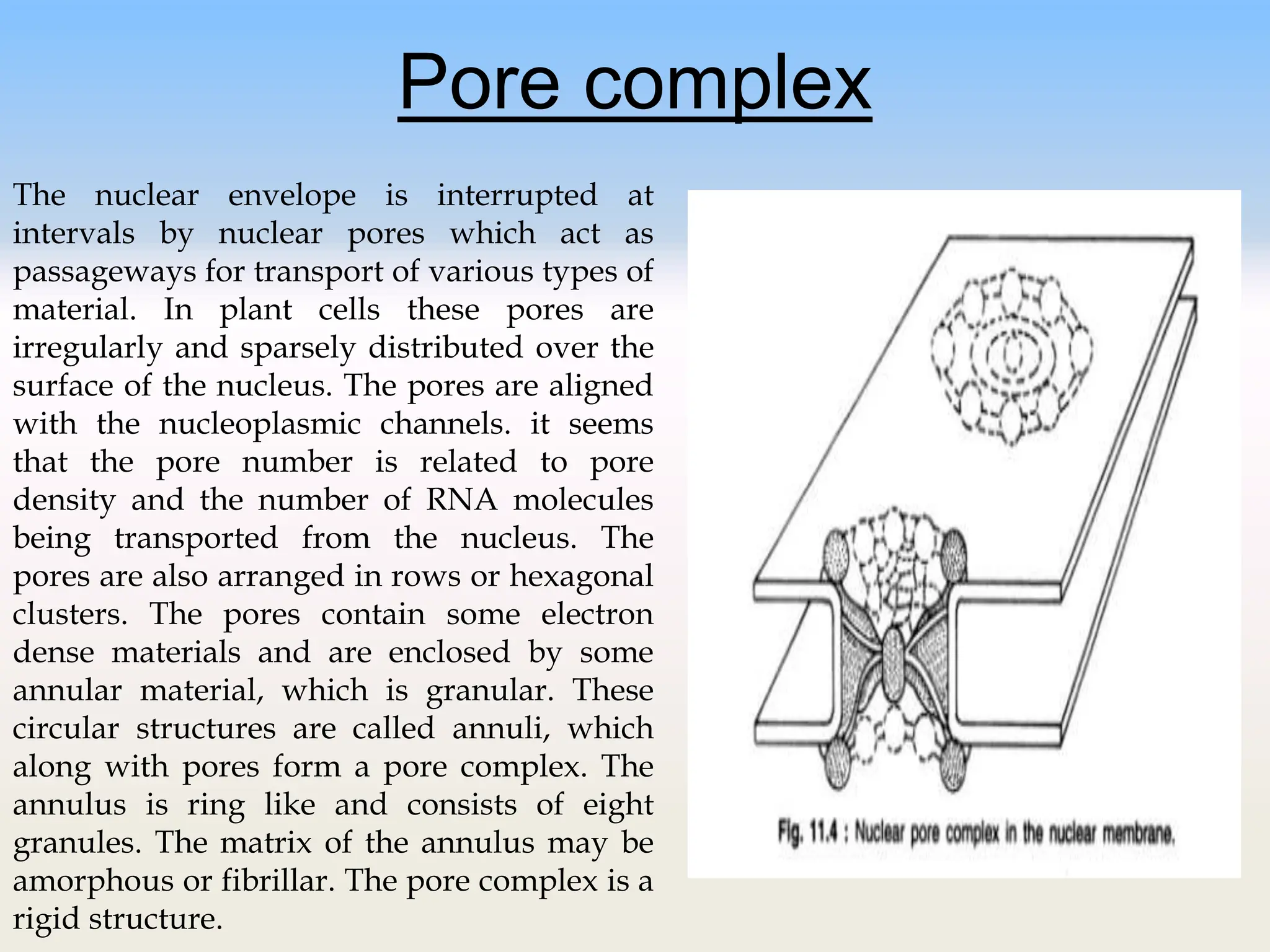 STRUCTURE AND FUNCTIONS OF NUCLEUS OF A CELL.pptx