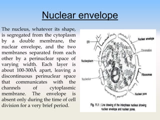 STRUCTURE AND FUNCTIONS OF NUCLEUS OF A CELL.pptx