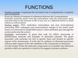 STRUCTURE AND FUNCTIONS OF NUCLEUS OF A CELL.pptx