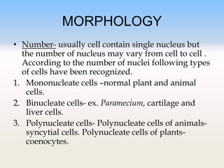 STRUCTURE AND FUNCTIONS OF NUCLEUS OF A CELL.pptx