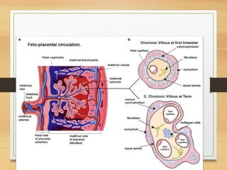 Structure and function of placenta | PPTX