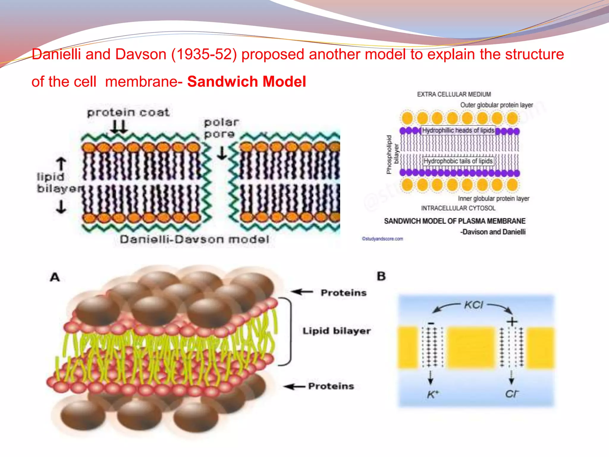 Structure and function of plasma membrane 2 | PPTX
