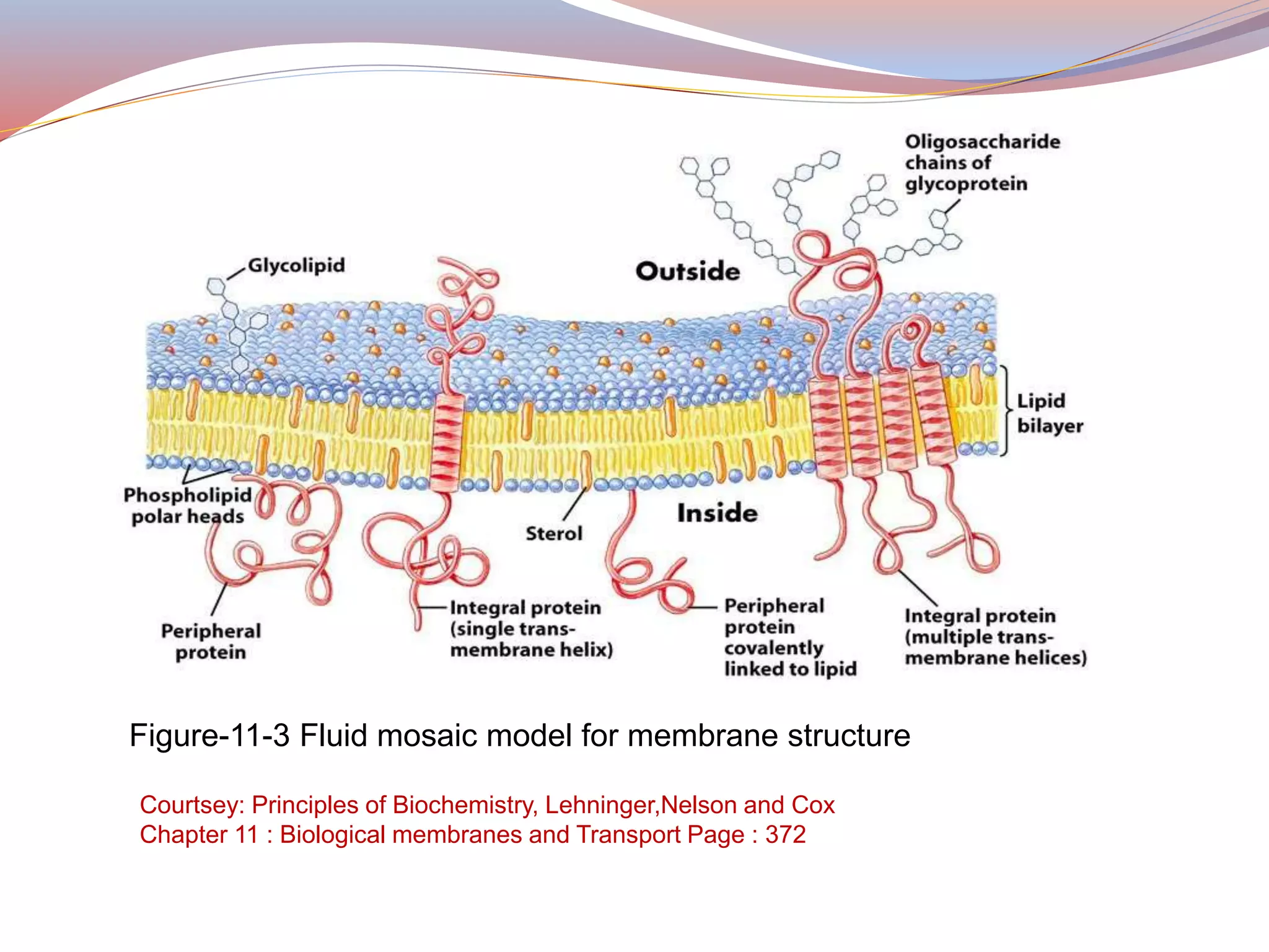 Structure and function of plasma membrane 2 | PPTX