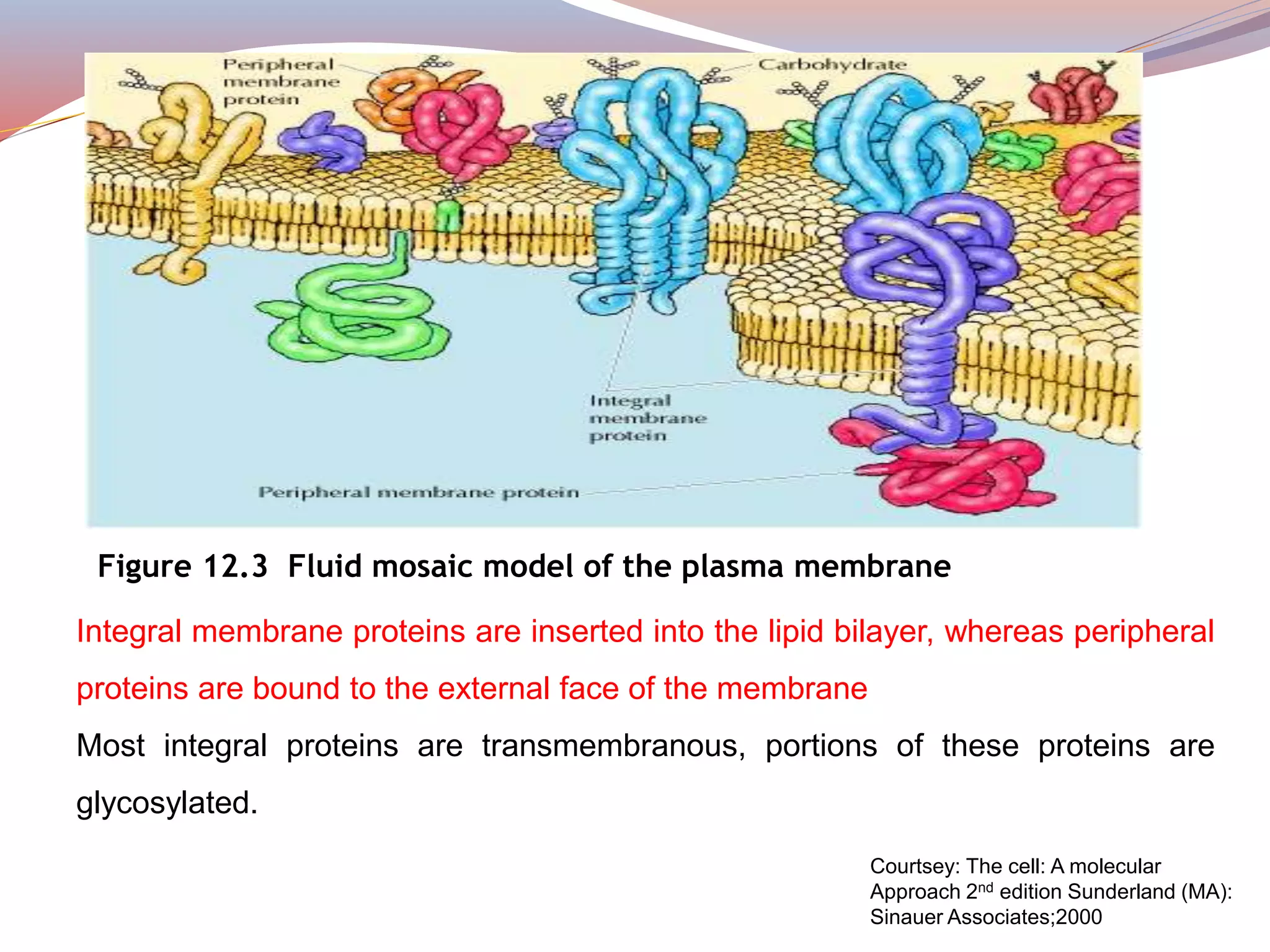 Structure and function of plasma membrane 2 | PPTX