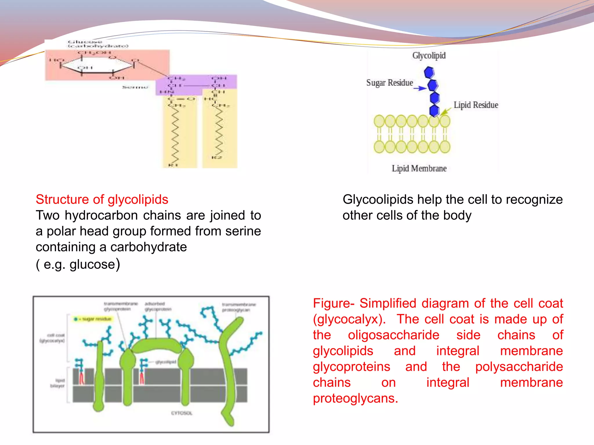 Structure and function of plasma membrane 2 | PPTX