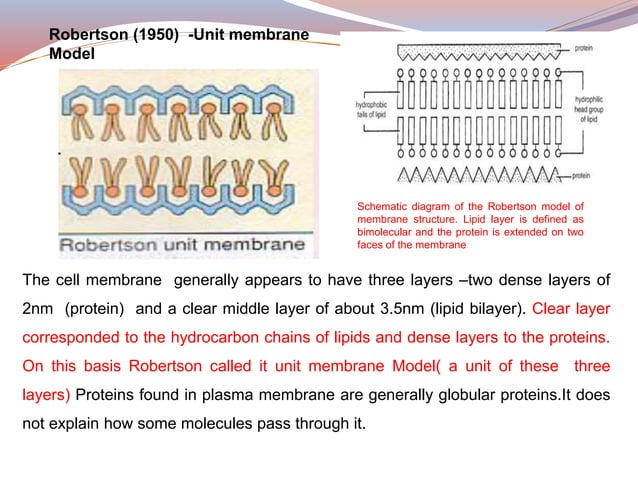 Structure and function of plasma membrane 2 | PPTX | Biological ...