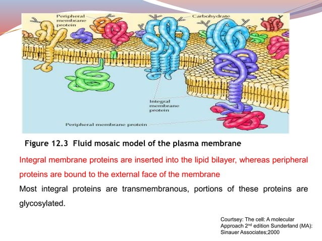 Structure and function of plasma membrane 2 | PPTX | Biological ...