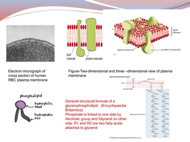 Structure and function of plasma membrane 2 | PPTX | Biological ...