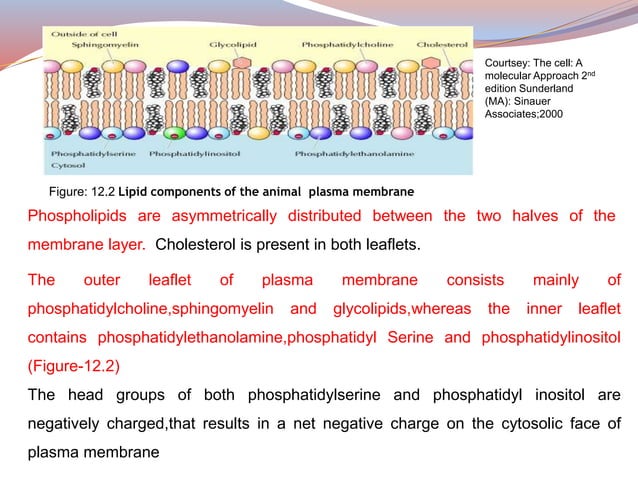 Structure and function of plasma membrane 2 | PPTX | Biological ...