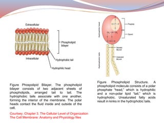 Structure and function of plasma membrane 2 | PPTX