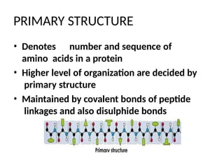 Structure and function of proteins -.pptx