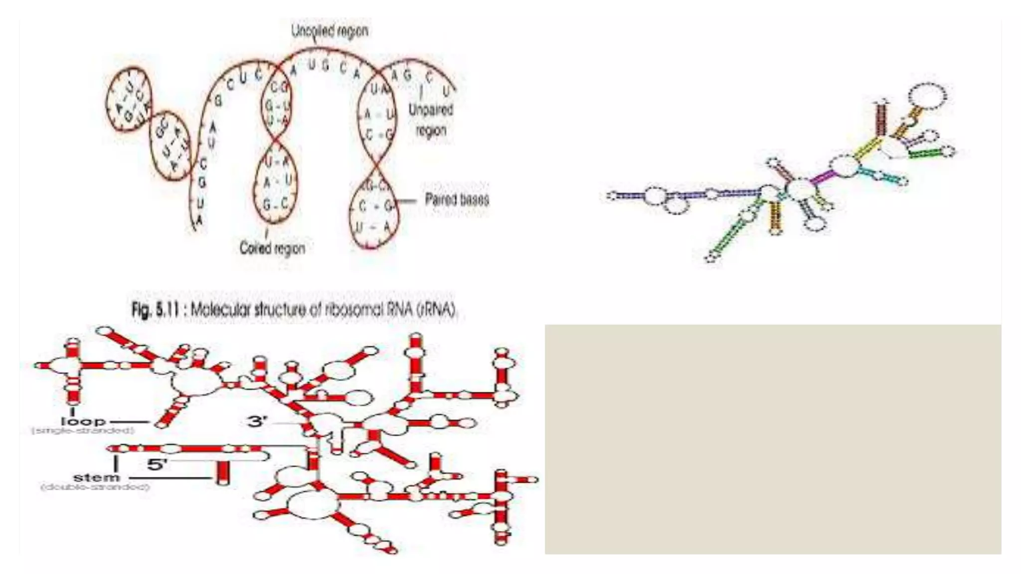 Structure and function of rna | PPTX