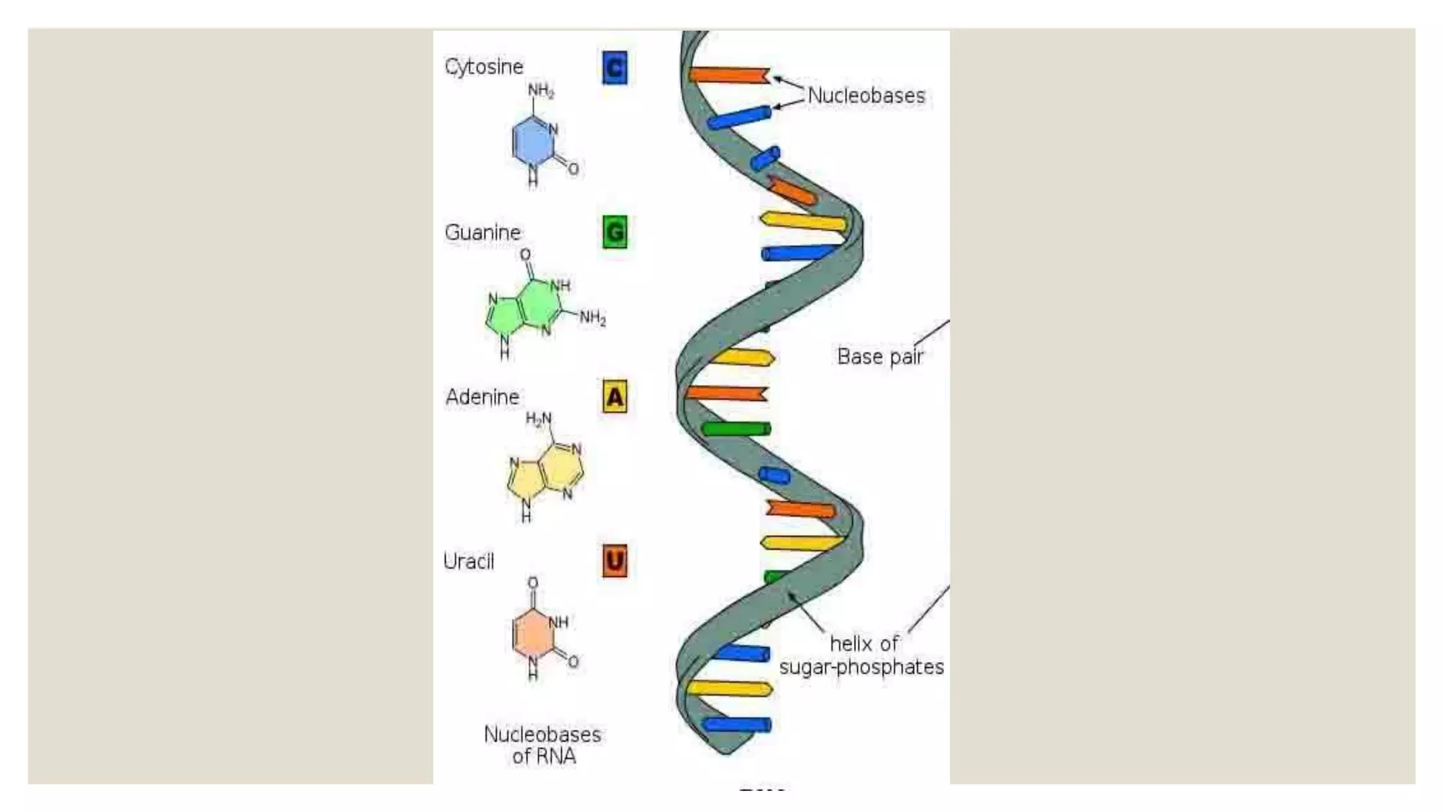 Structure and function of rna | PPTX