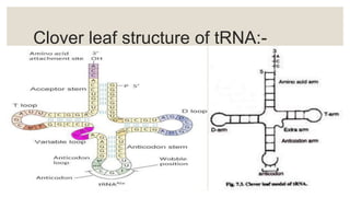 Structure and function of rna | PPTX