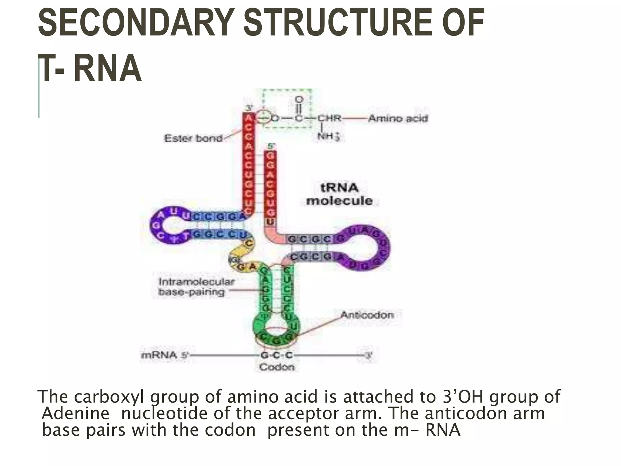 Structure and function of RNA.pptx