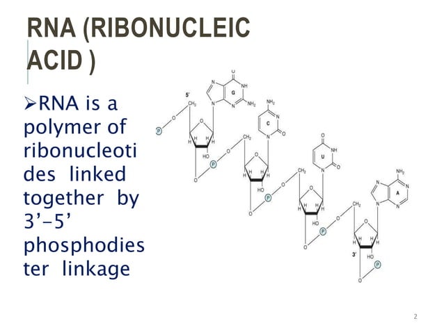 Structure and function of RNA.pptx