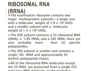 Structure and function of RNA.pptx
